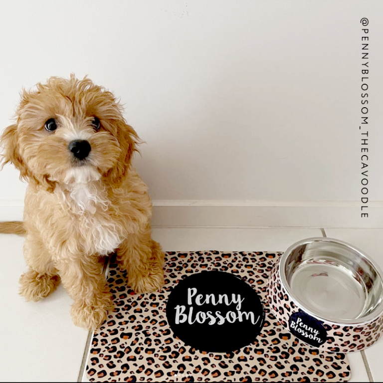 Furry Peeps Personalised Pet Stuff Custom Dog Accessories 🐾